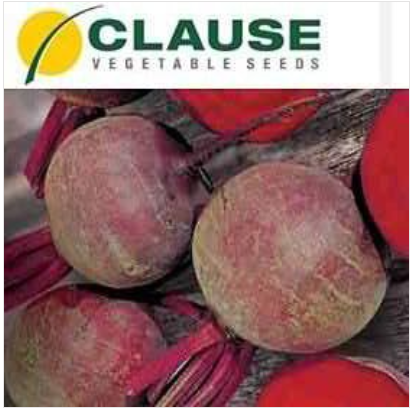 SEMILLA REMOLACHA - Disagro Panamá